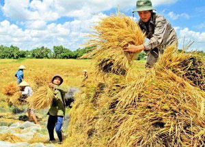 An Giang expands large-scale rice cultivation model